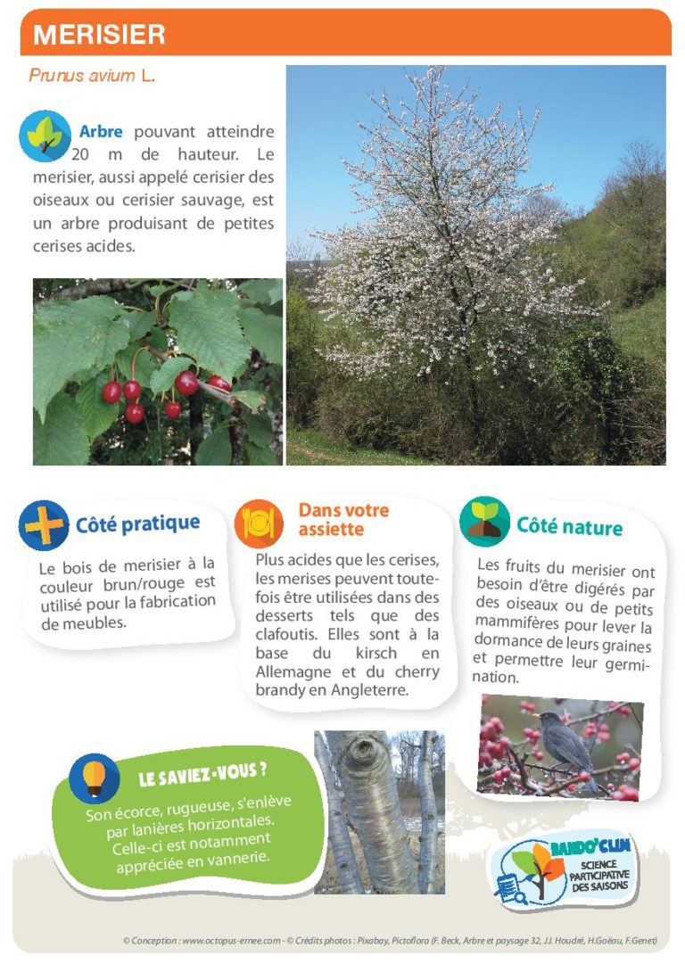 FICHE-Merisier | Rando'clim